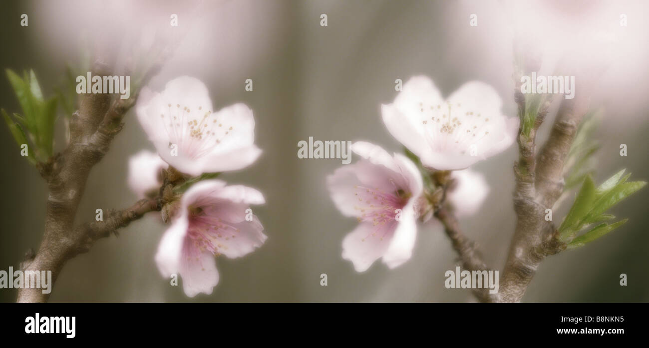 Spanish peach blossom spring hi-res stock photography and images - Alamy