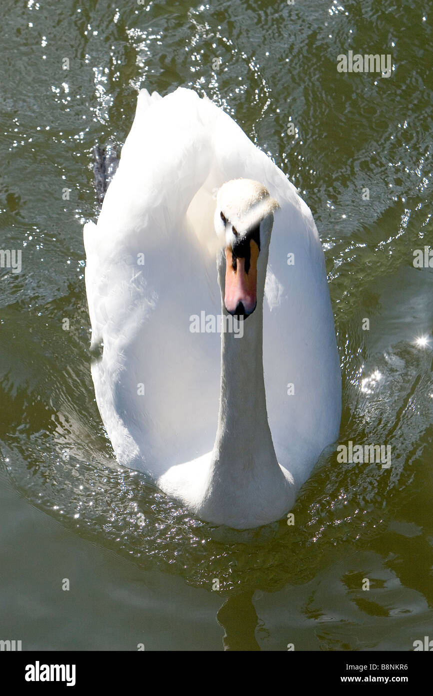 Swan of the thames hi-res stock photography and images - Alamy