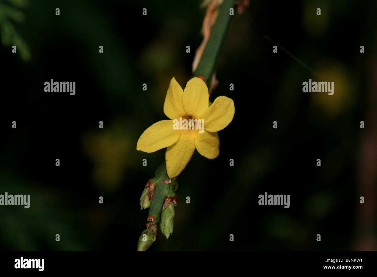 Winter jasmine hi-res stock photography and images - Alamy