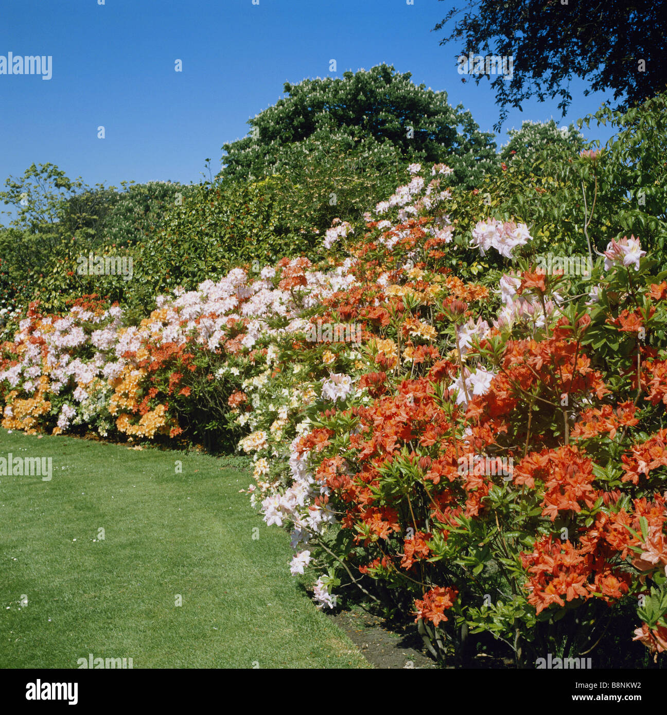 Colourful Azaleas in Kensington Gardens, London, England, UK, GB spring ...