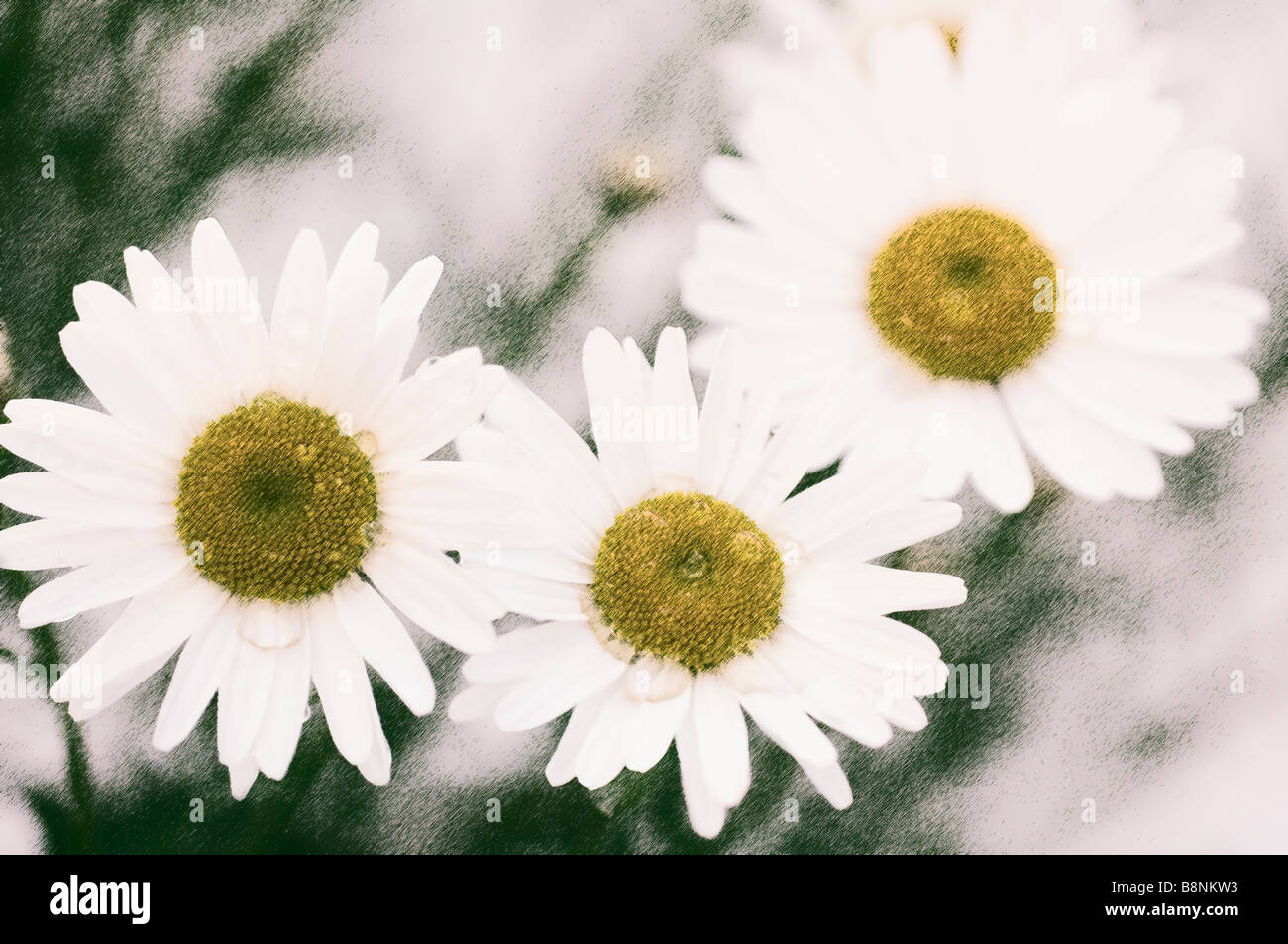 Shasta daisy variety hi-res stock photography and images - Alamy