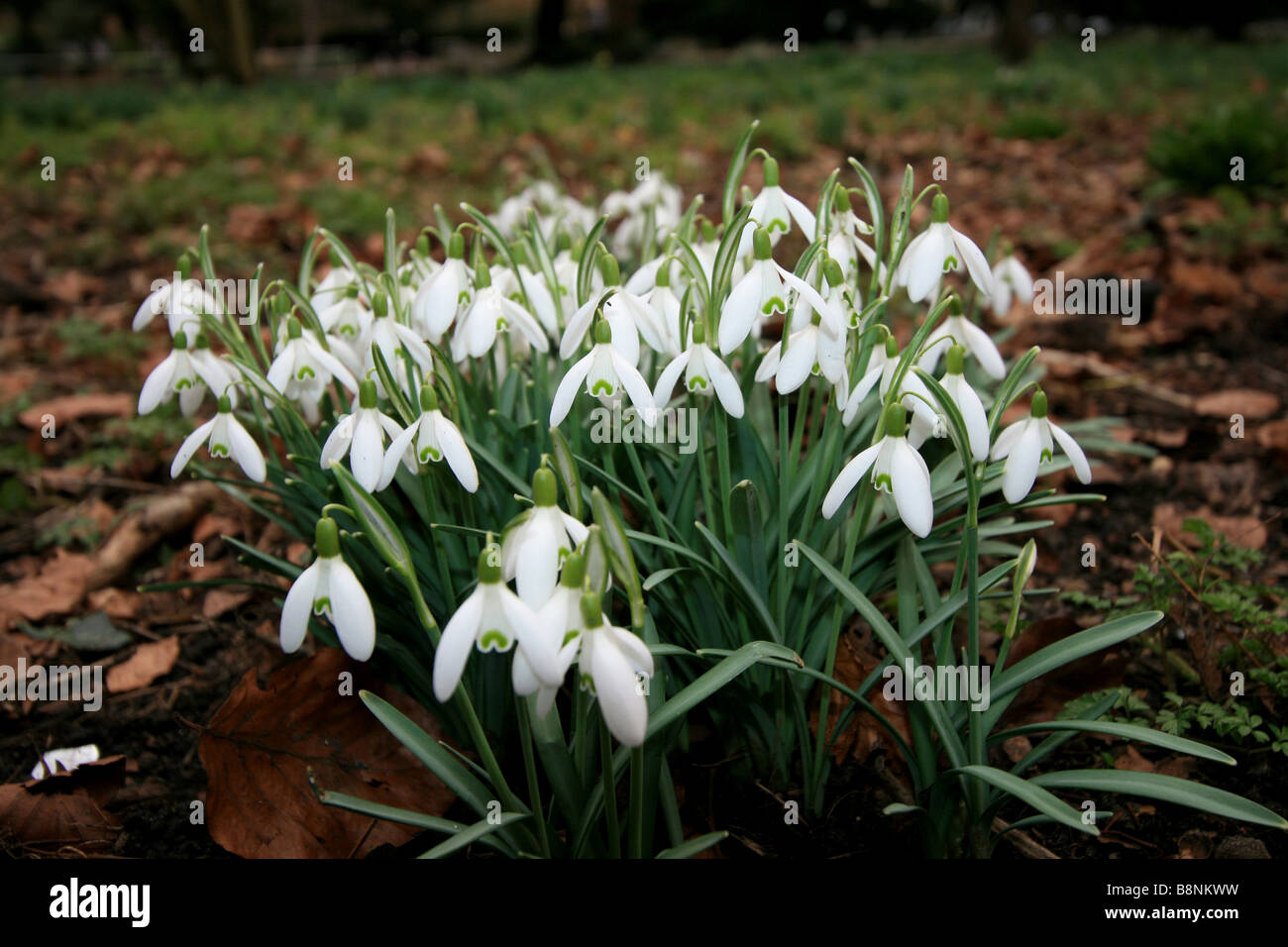 Snowdrops in bunch Stock Photo - Alamy