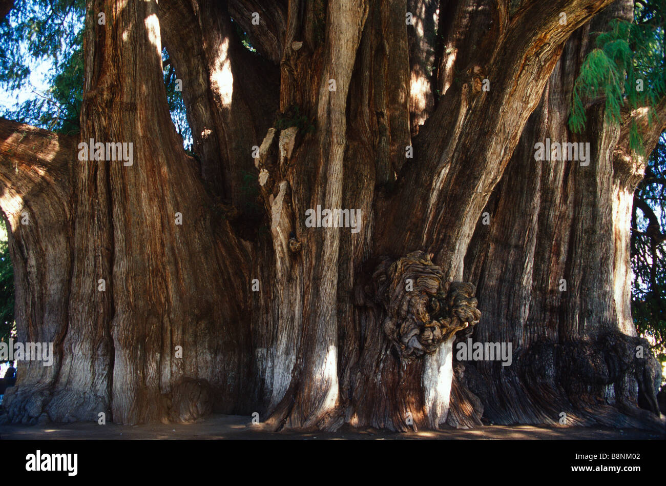 árbol del tule hi-res stock photography and images - Alamy
