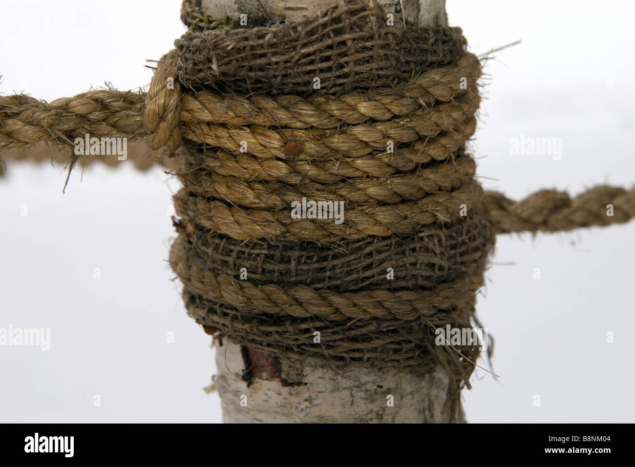 Strong tree sapling hi-res stock photography and images - Alamy