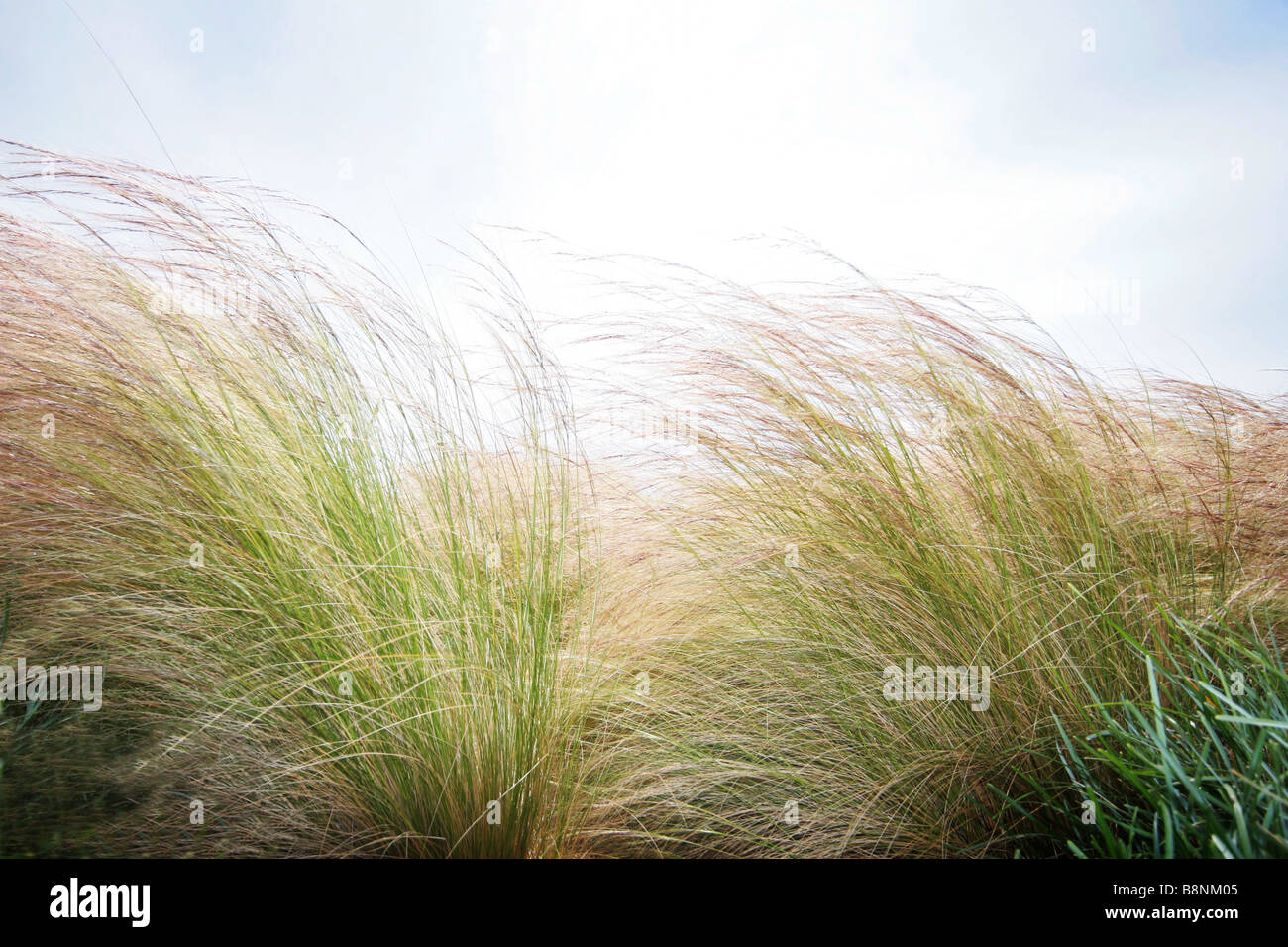Soft Grasses High Resolution Stock Photography and Images - Alamy
