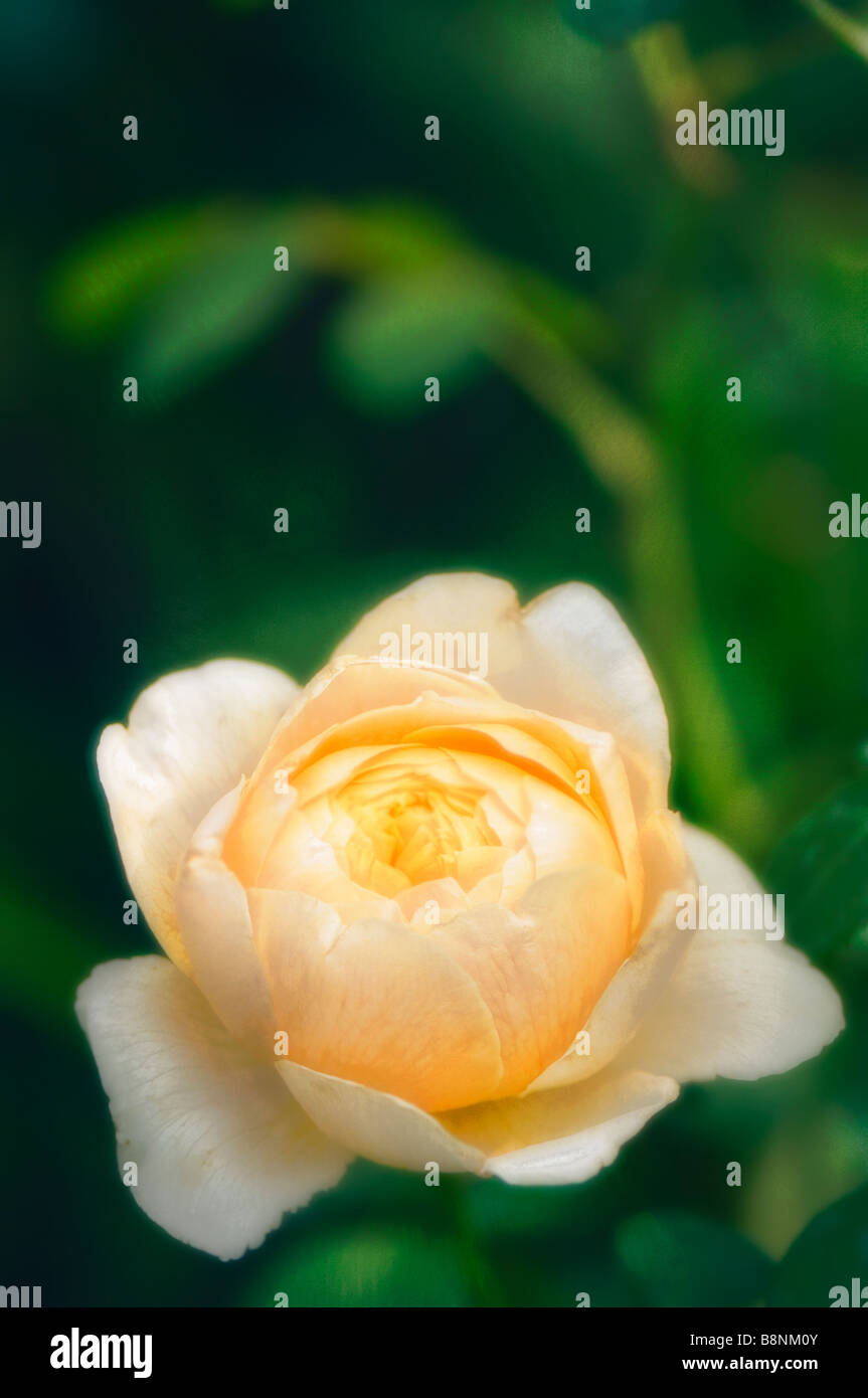 Yellow Rose Flower Unfolding Stock Photo - Alamy