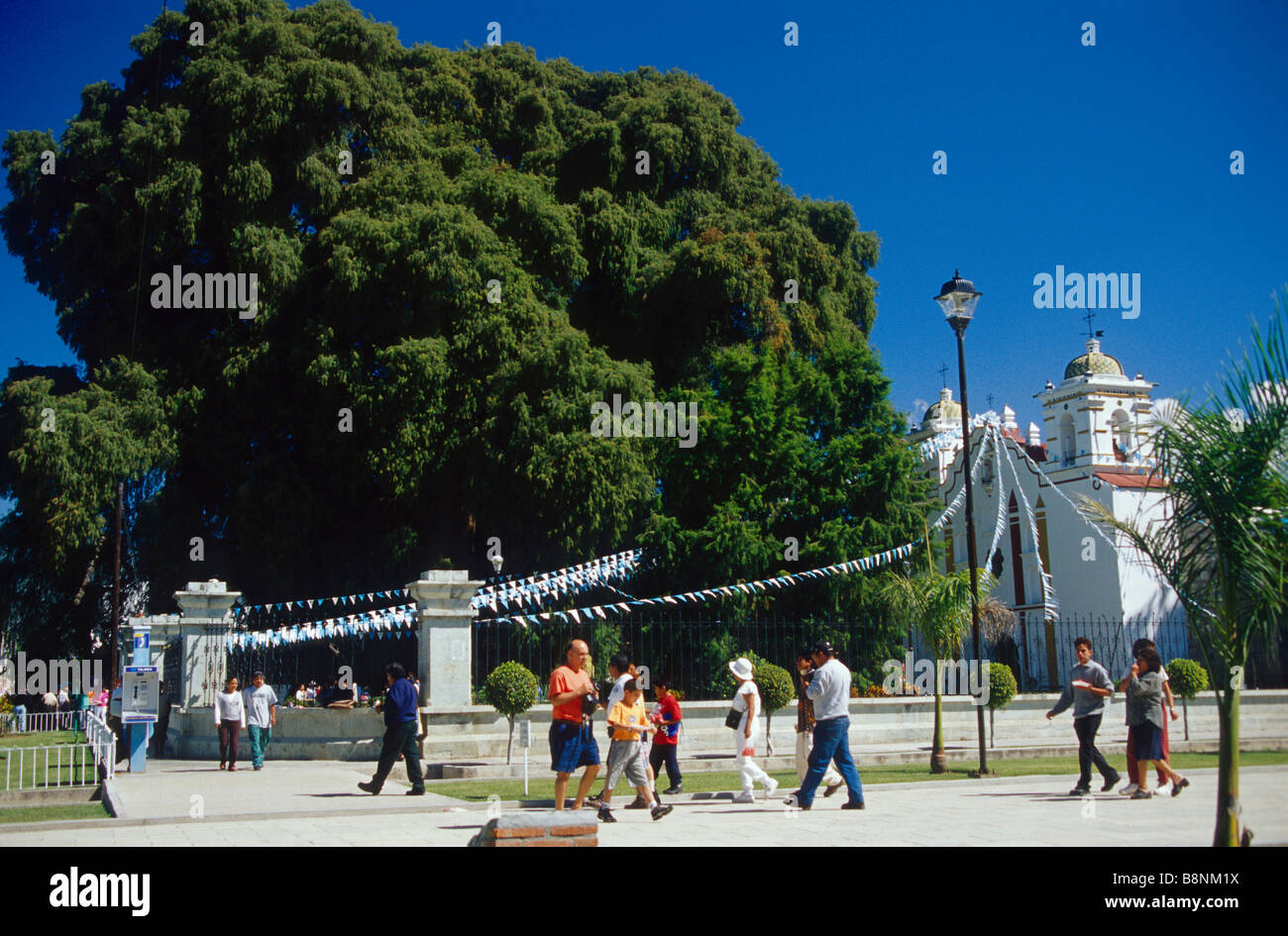 árbol del tule hi-res stock photography and images - Alamy