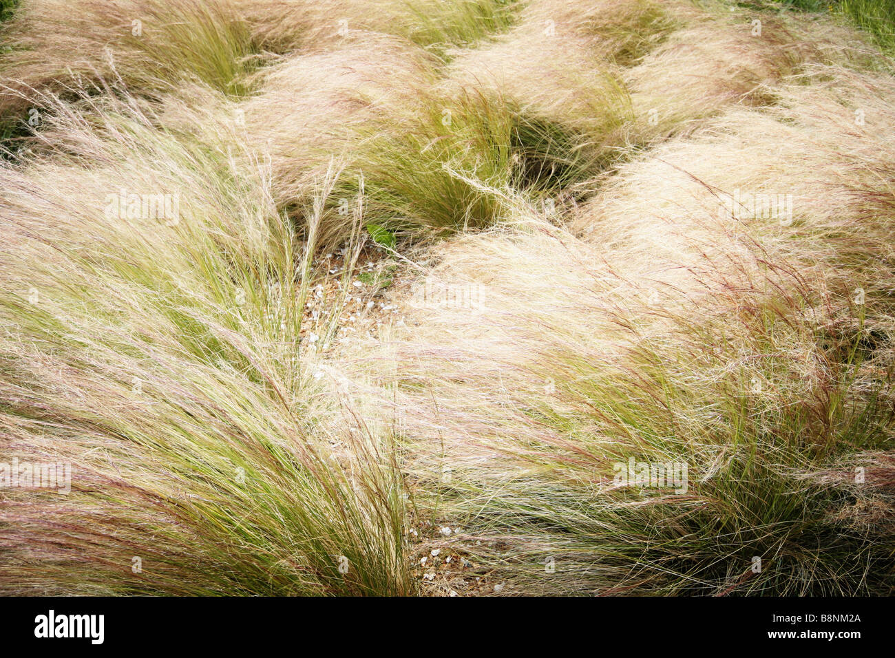 Soft grasses hi-res stock photography and images - Alamy