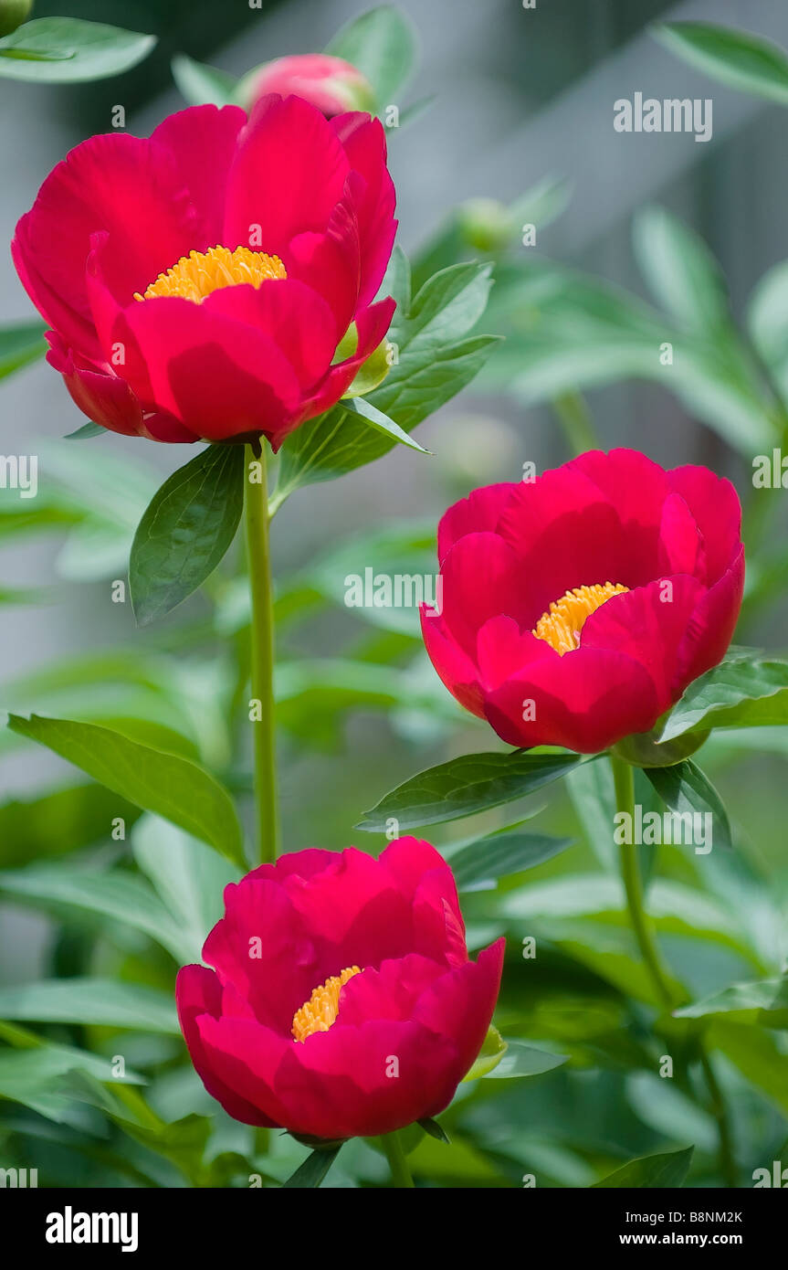 Three peonies hi-res stock photography and images - Alamy