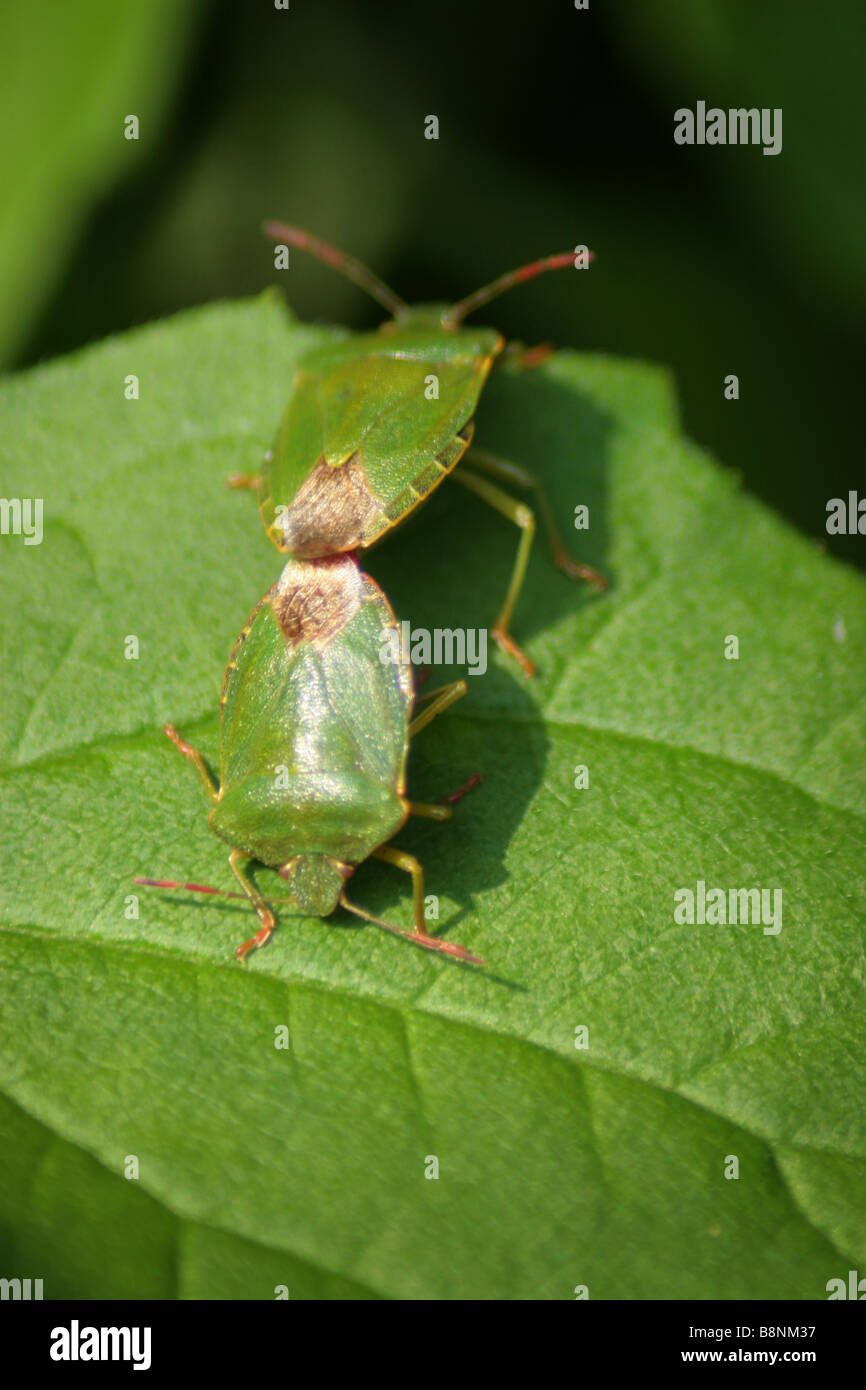 green shield beetles Stock Photo - Alamy