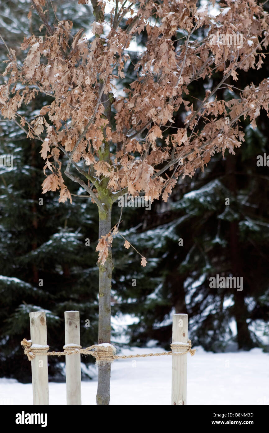 New growth from a dead tree hi-res stock photography and images - Alamy