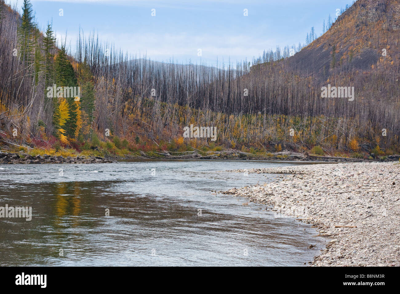 large river flows through recovering forest Stock Photo - Alamy