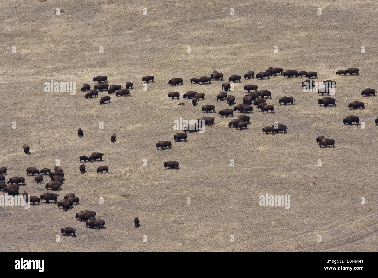Large herd of bison at the Bison Range Stock Photo - Alamy