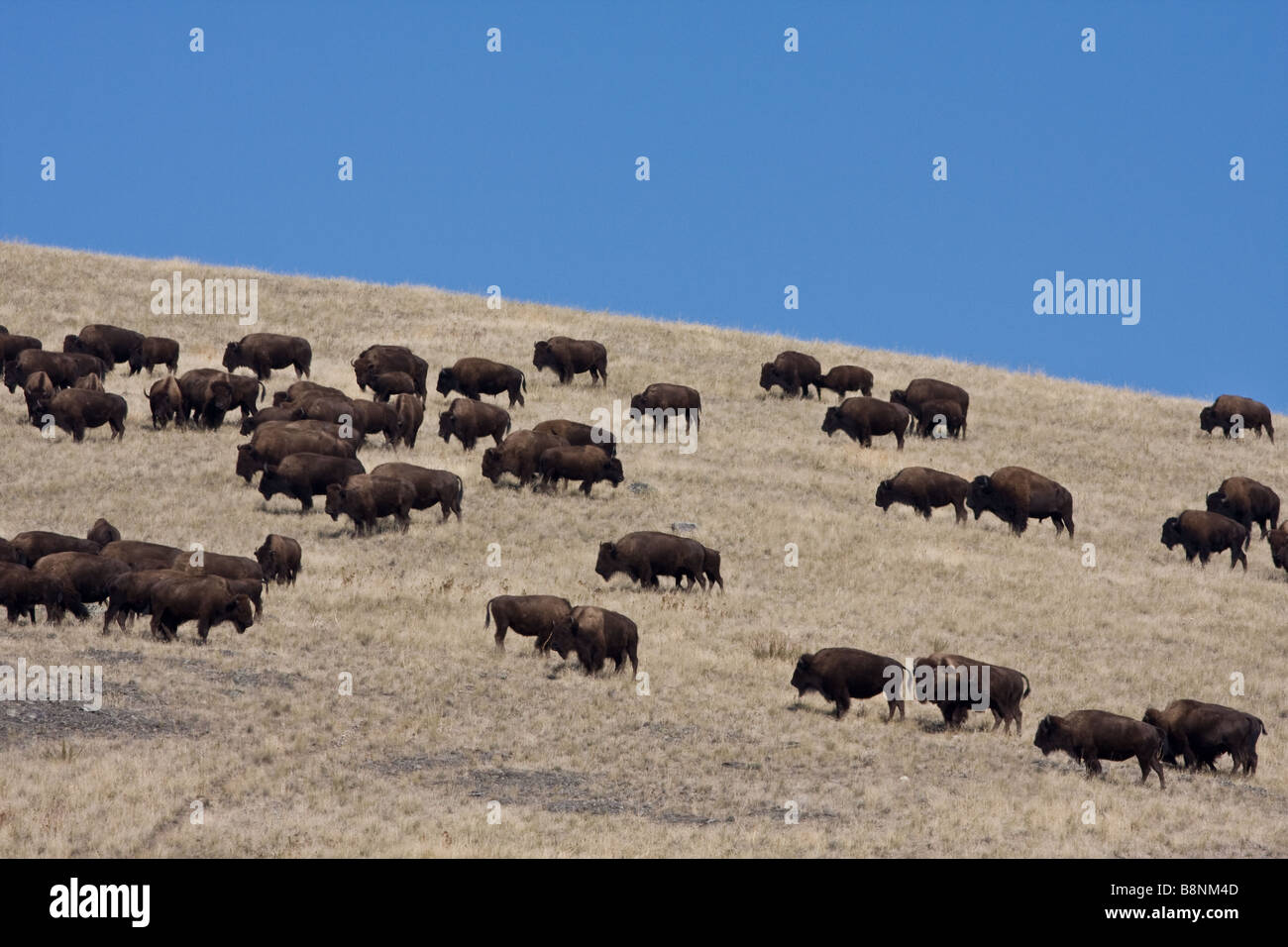 Large herd of bison at the Bison Range Stock Photo - Alamy