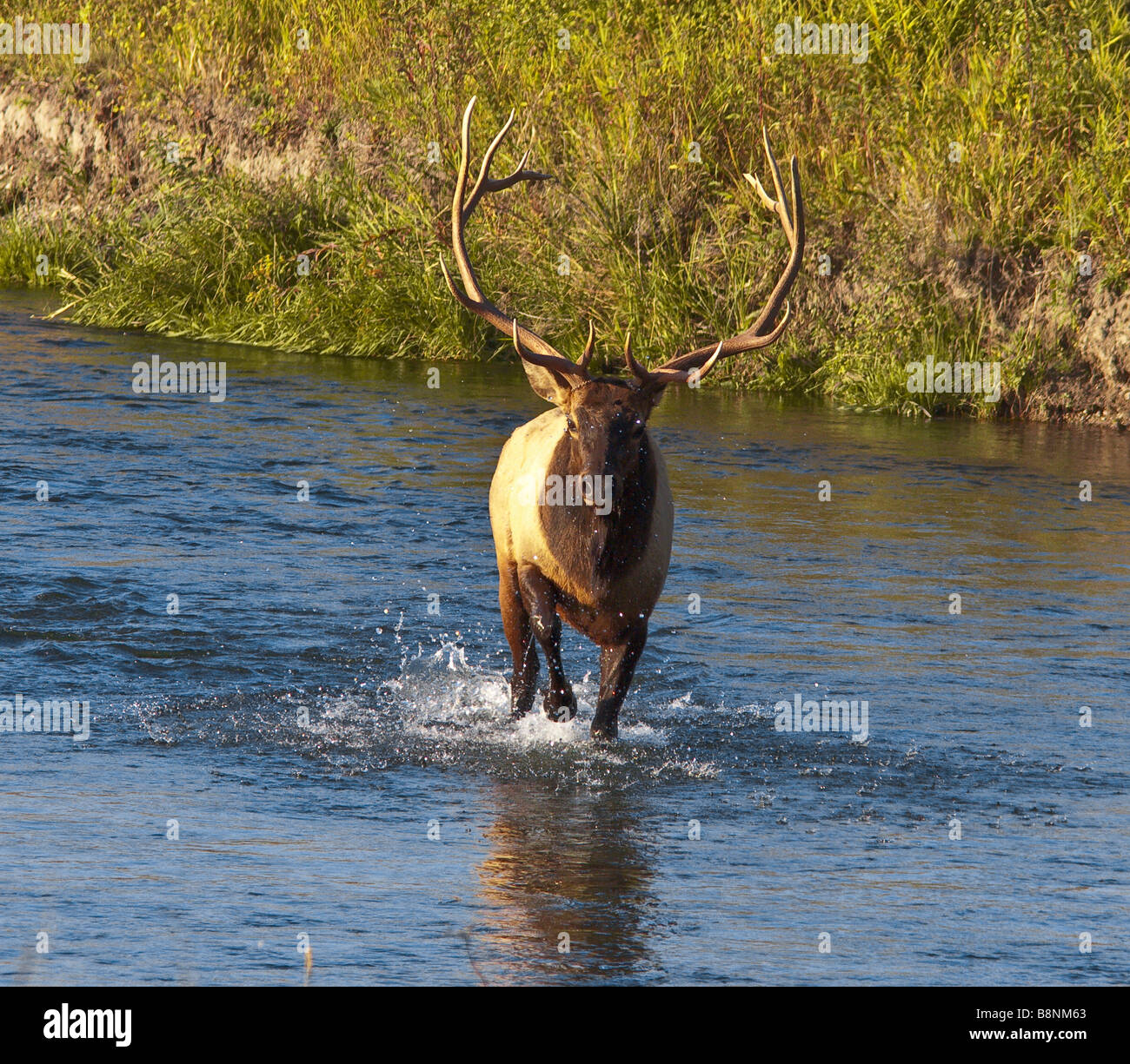 huge bull elk crossing river Stock Photo - Alamy