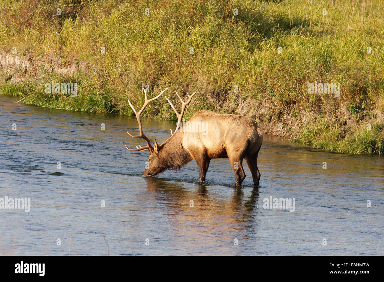 large bull elk drinking water Stock Photo - Alamy