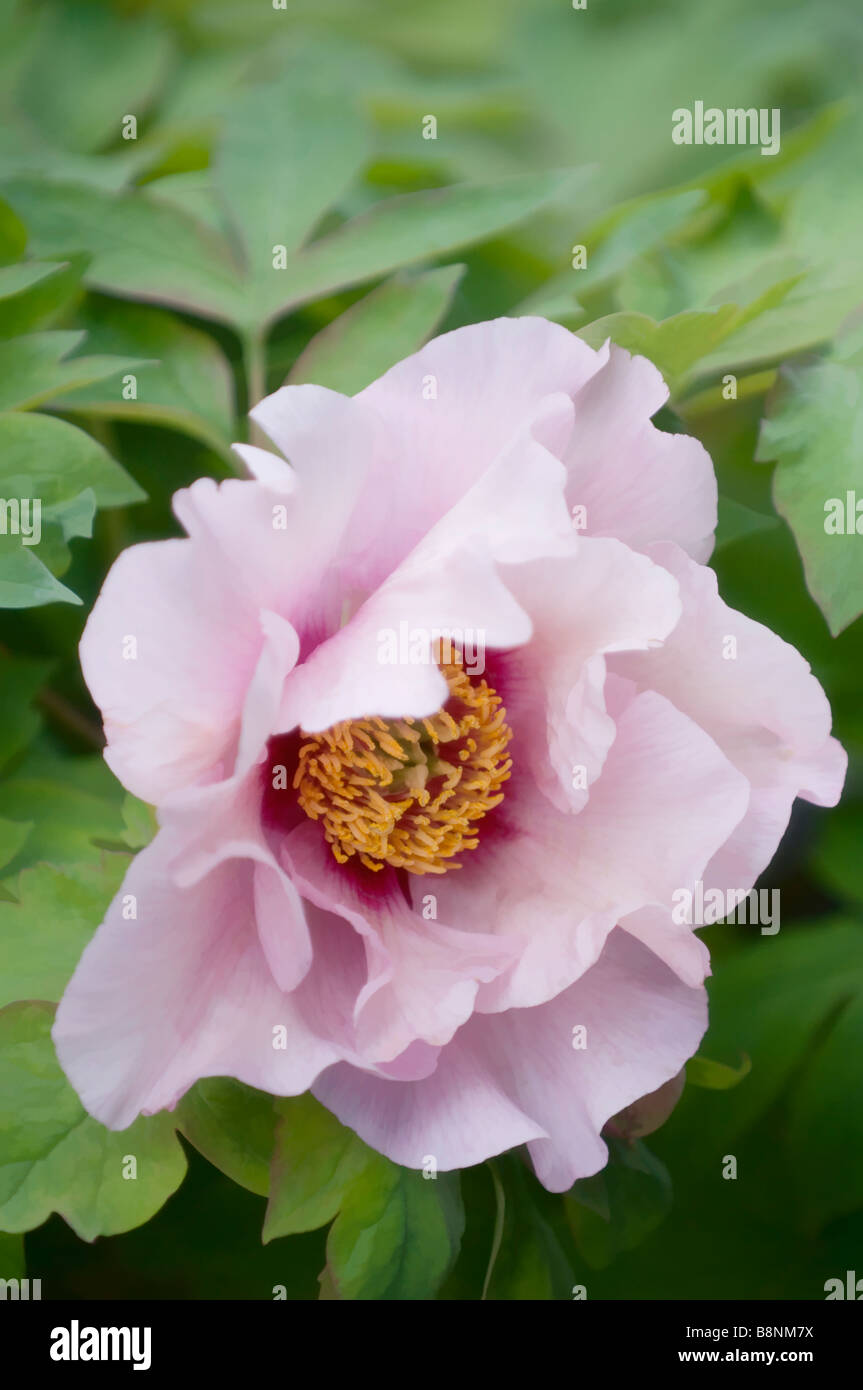 Single Tree Peony Flower. Spring Garden Stock Photo - Alamy