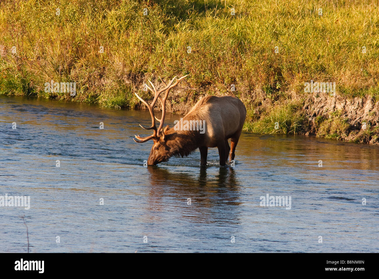 big elk drinking from clear river Stock Photo - Alamy