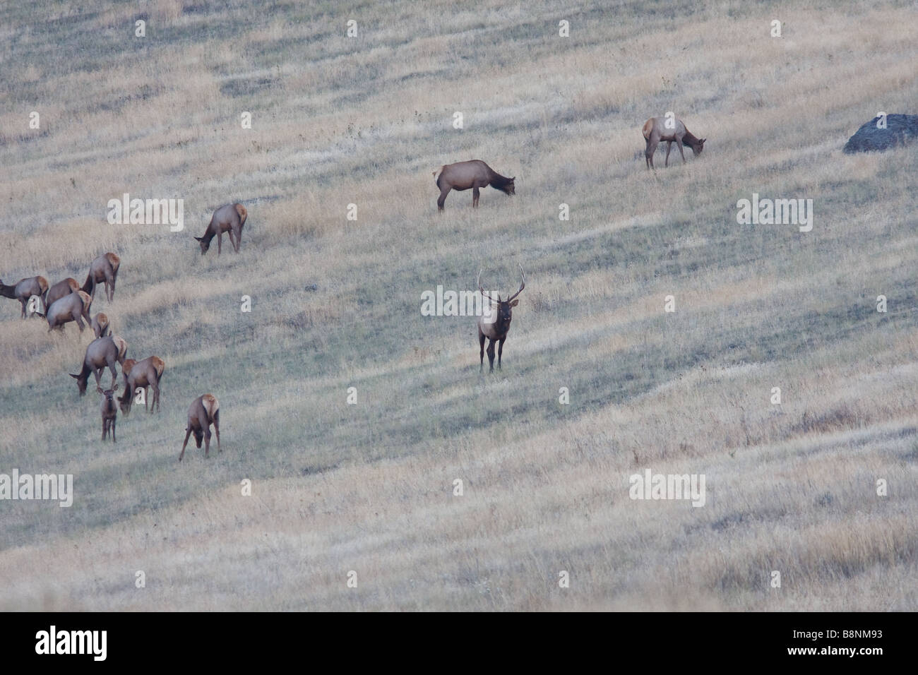 group of elk on hillside Stock Photo - Alamy