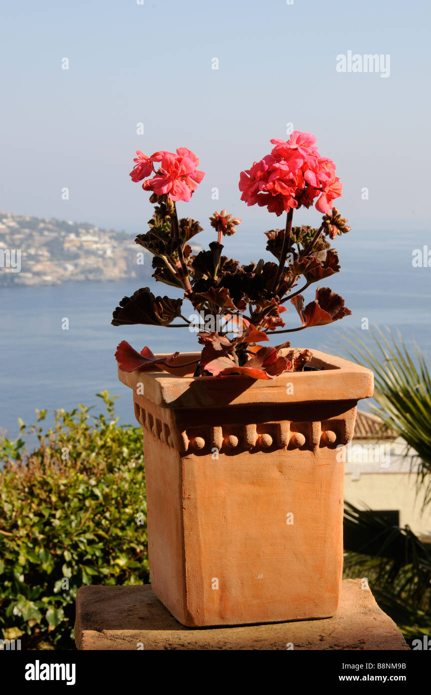 Pot plant on plinth hi-res stock photography and images - Alamy