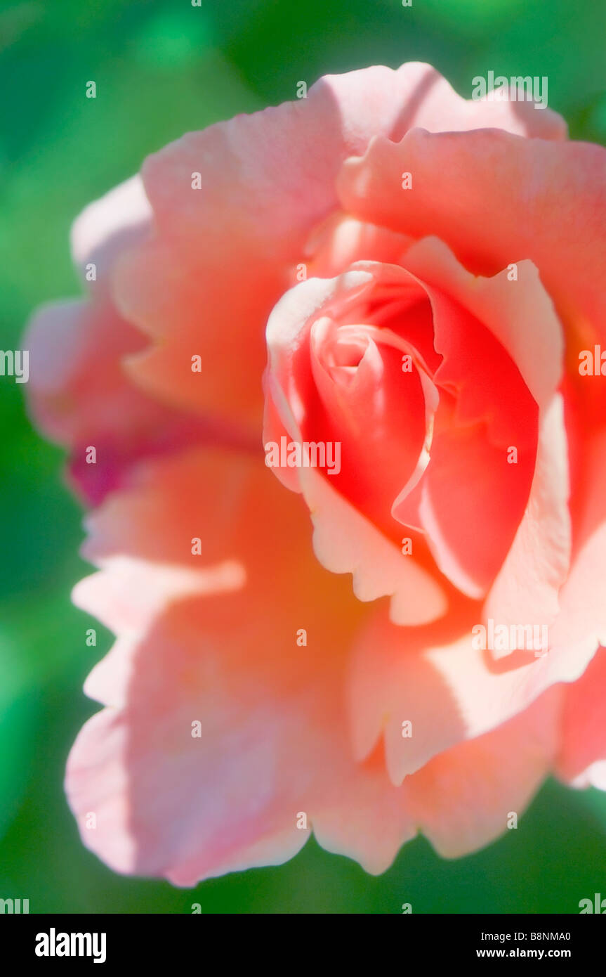 Orange Coral Rose Flower Unfolding in Spring Garden Stock Photo - Alamy