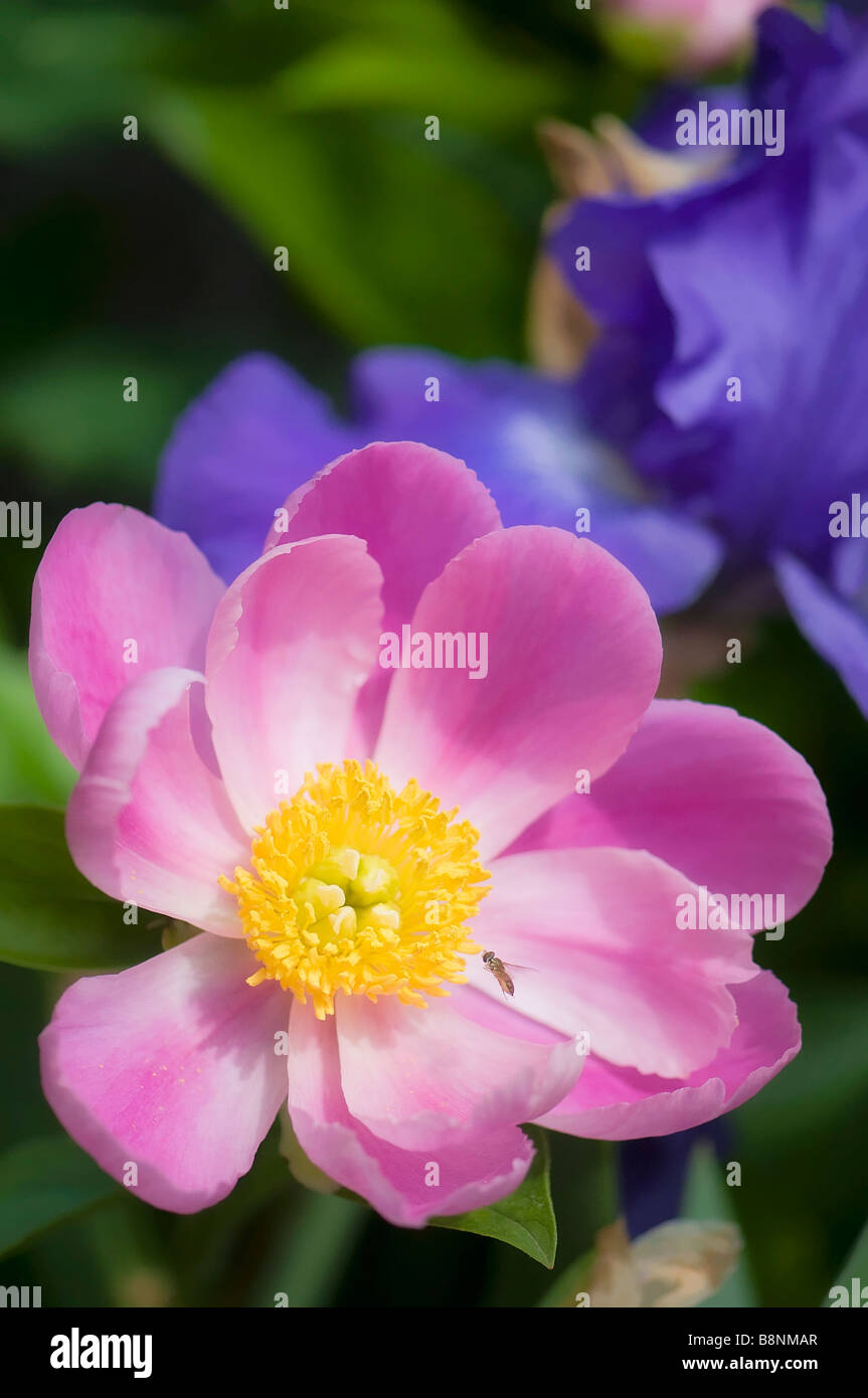 Bright Pink Single Peony in Bloom in Spring Garden Stock Photo - Alamy