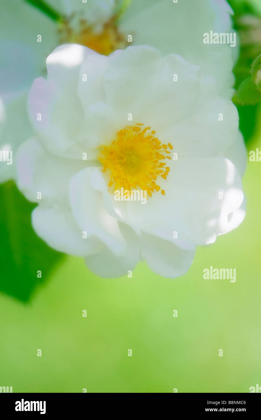 Single White Fully Open Rose Flower with Yellow Center, Light Green ...
