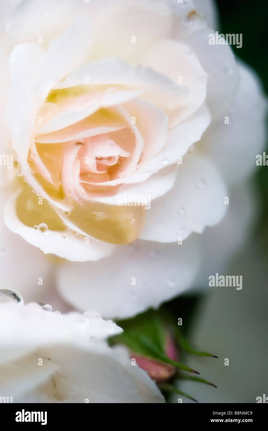 Cream White Fresh Rose Flower Covered with Water Drops Stock Photo - Alamy