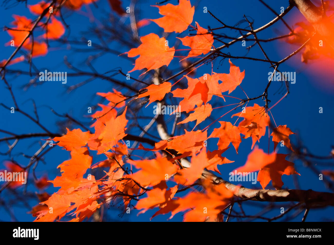 Various autumn leaves two hi-res stock photography and images - Alamy