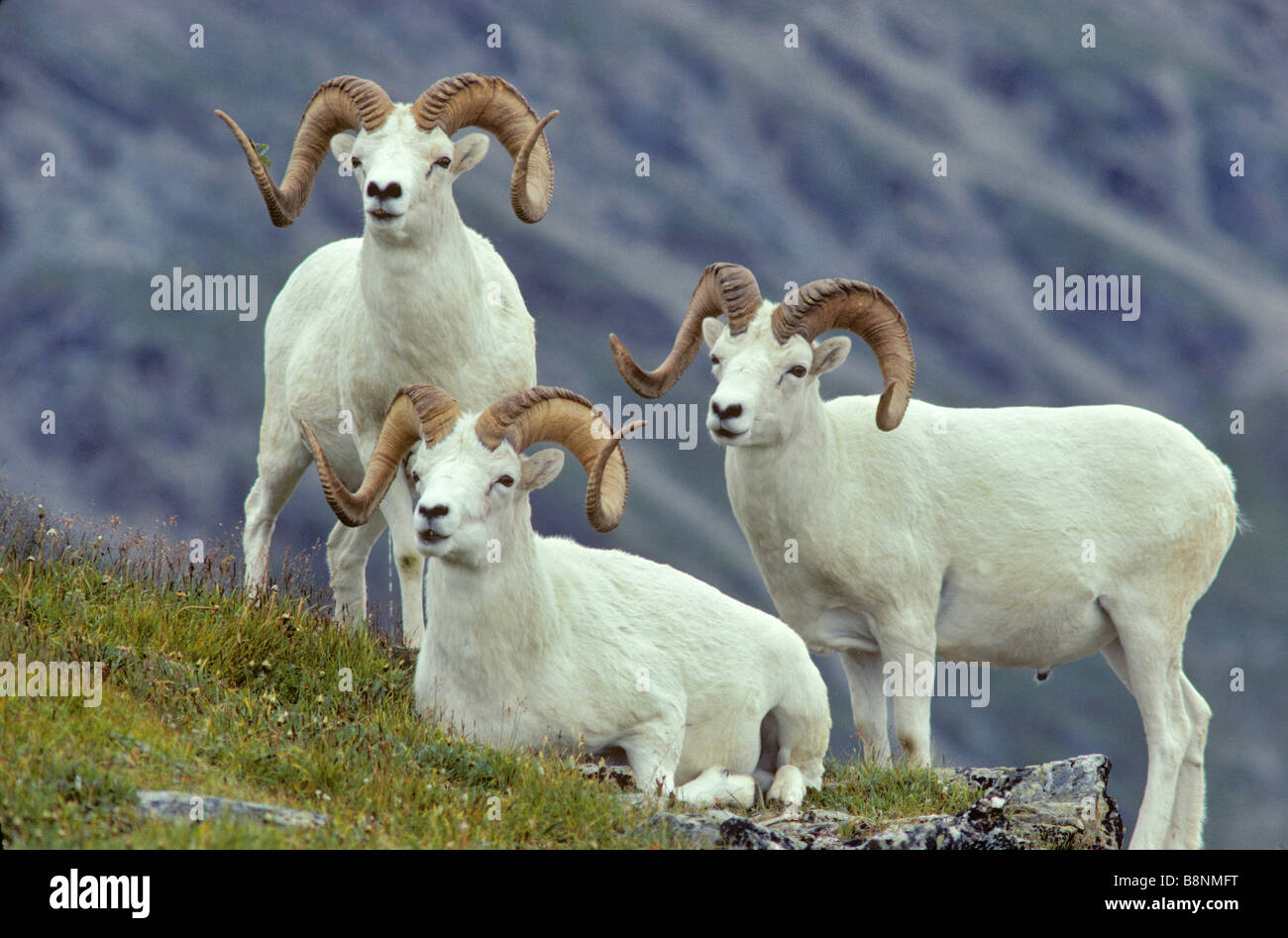 Dall Sheep Rams Ovis dalli on Mount Wright in the Alaska Range Denali ...