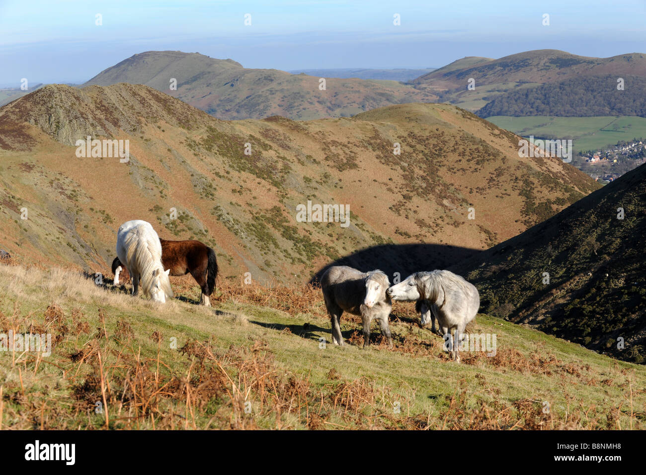 Wild horses on The Long Mynd Church Stretton Shropshire England Uk ...