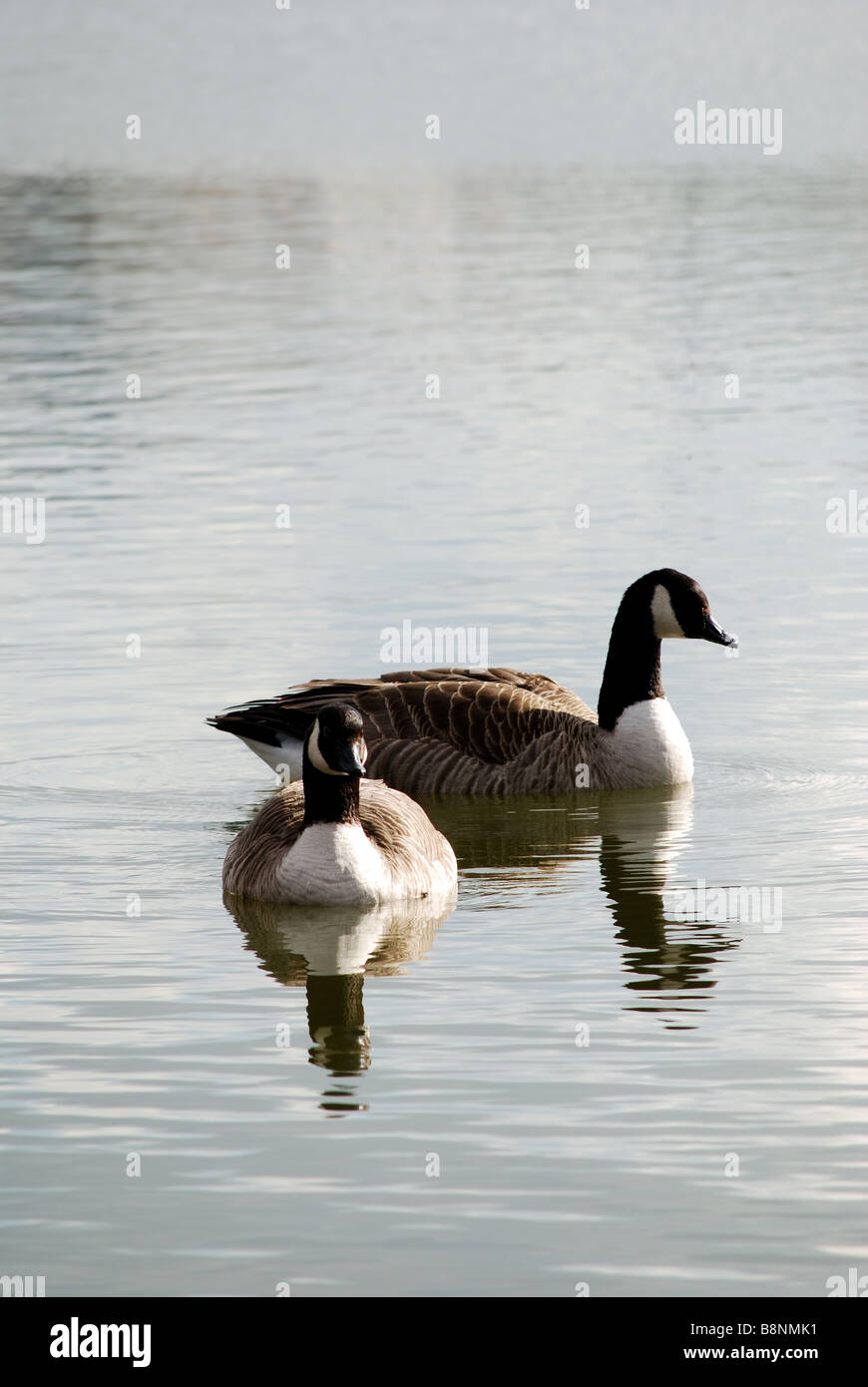 Graceful canadian goose pair hi-res stock photography and images - Alamy