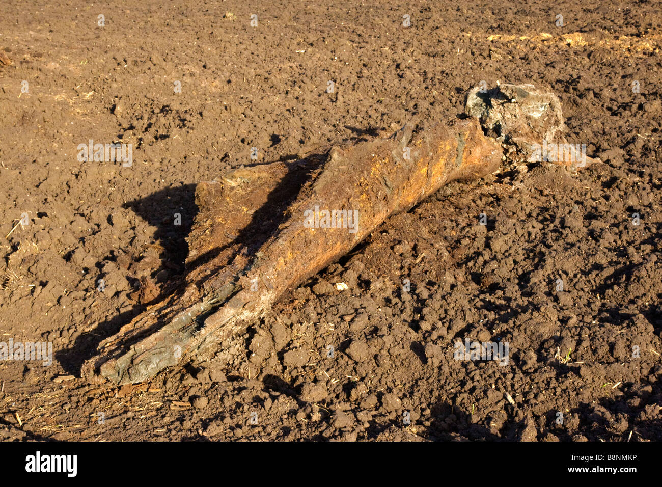 Bog oak exposed in a recently ploughed field, Haddenham, Cambridgeshire ...