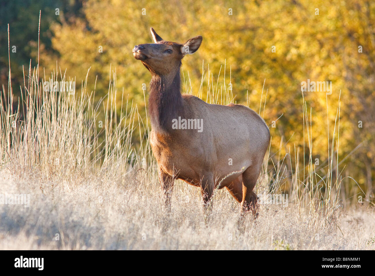 female elk, Montana Stock Photo - Alamy