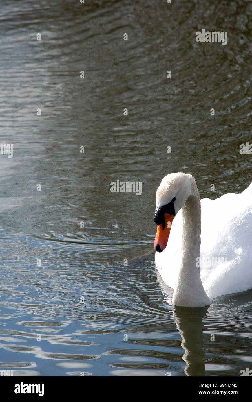 Swan swimming towards camera Stock Photo - Alamy