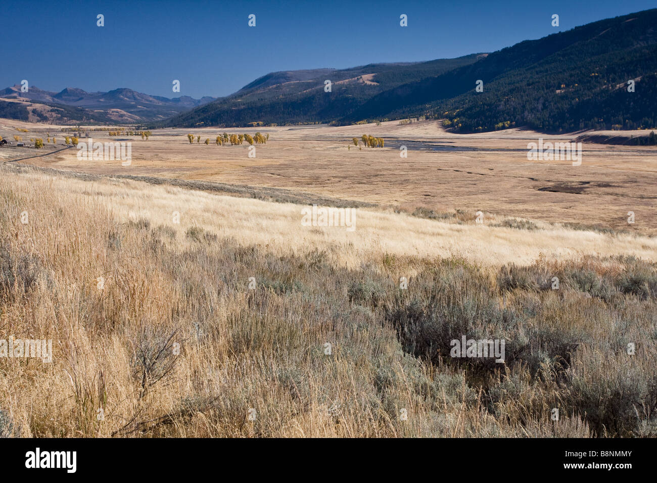 Lamar valley in Yellowstone Stock Photo - Alamy