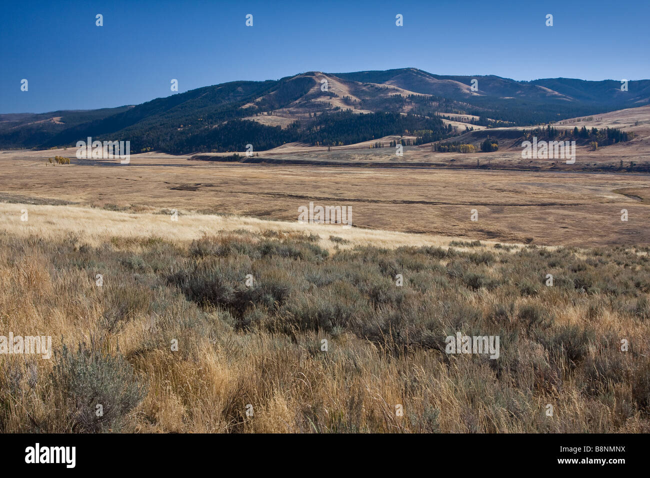 Lamar valley in yellowstone hi-res stock photography and images - Alamy
