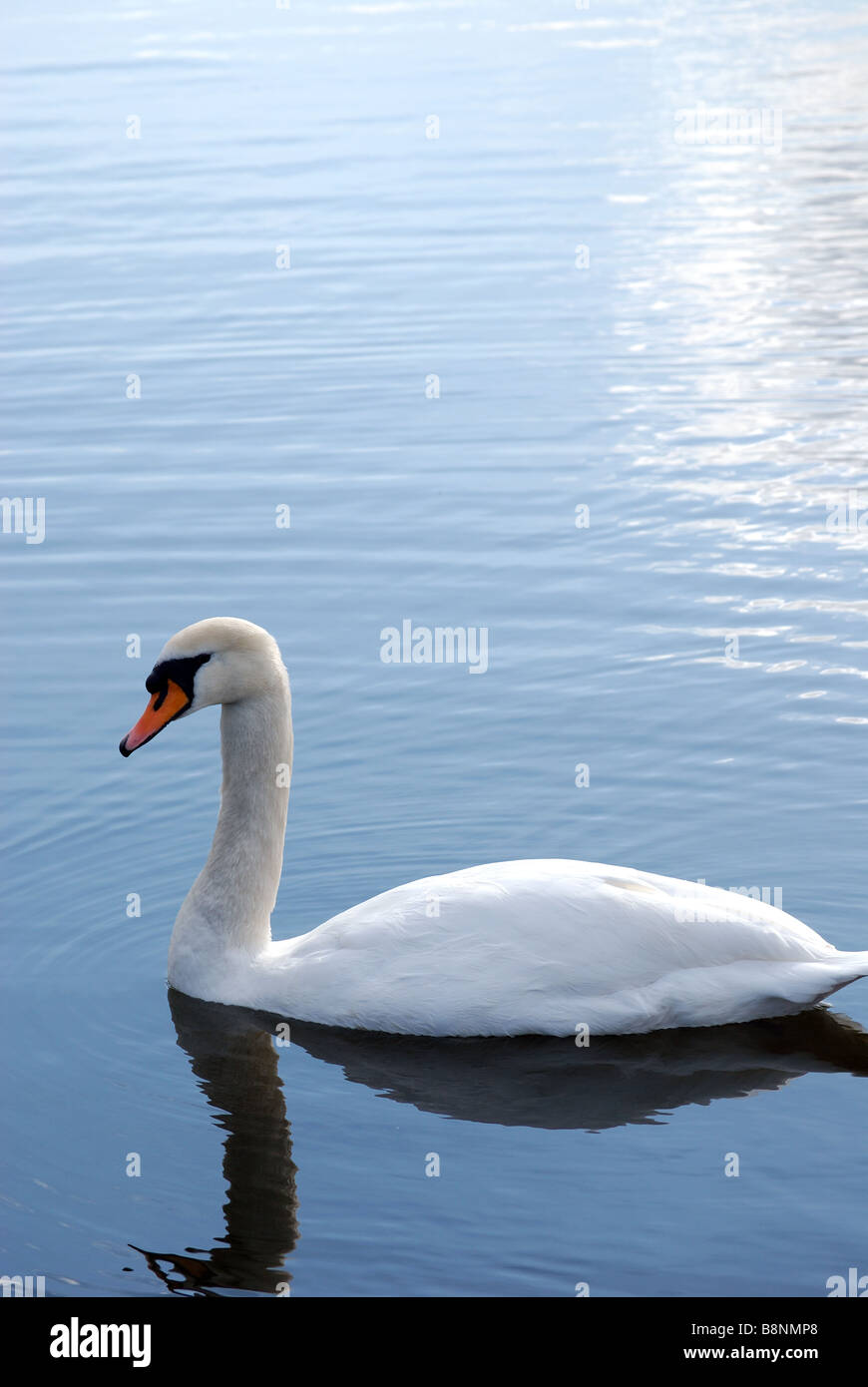 Single swan hi-res stock photography and images - Alamy