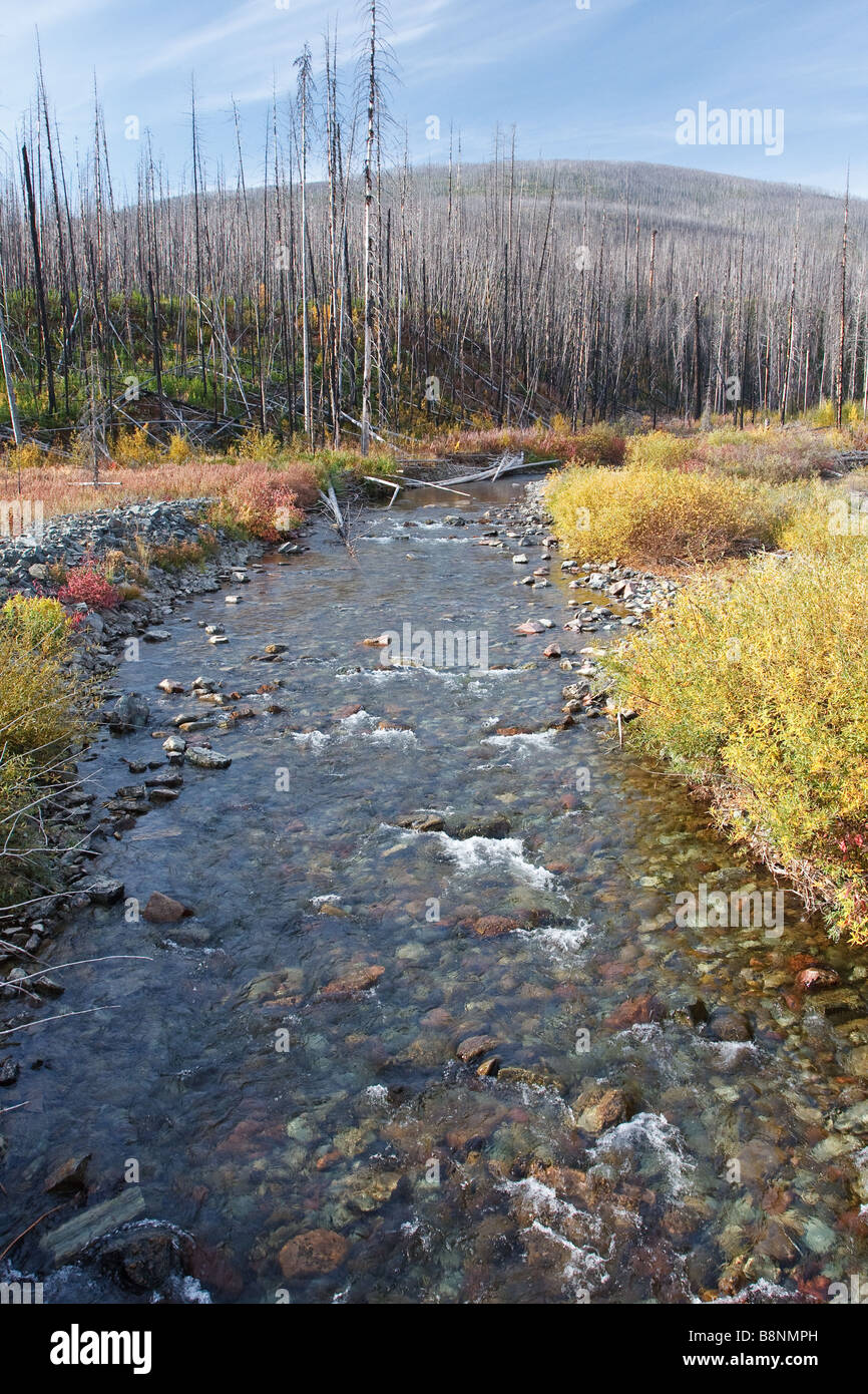 remote river in flathead national forest, montana Stock Photo - Alamy