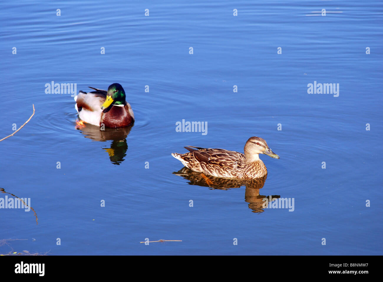 Peaceful scene ducks floating hi-res stock photography and images - Alamy
