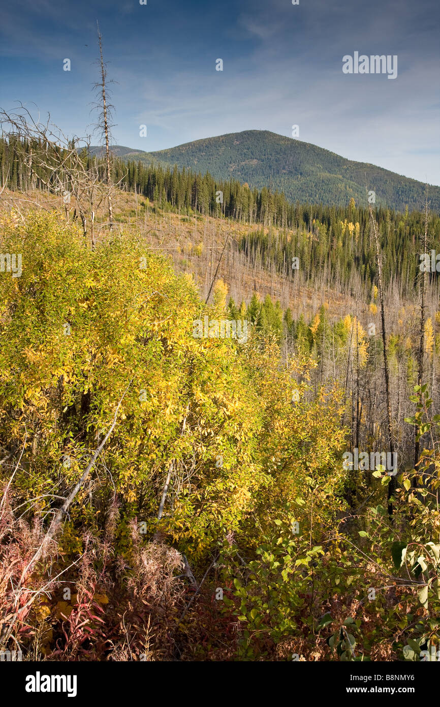 forest and mountains in Montana Stock Photo - Alamy