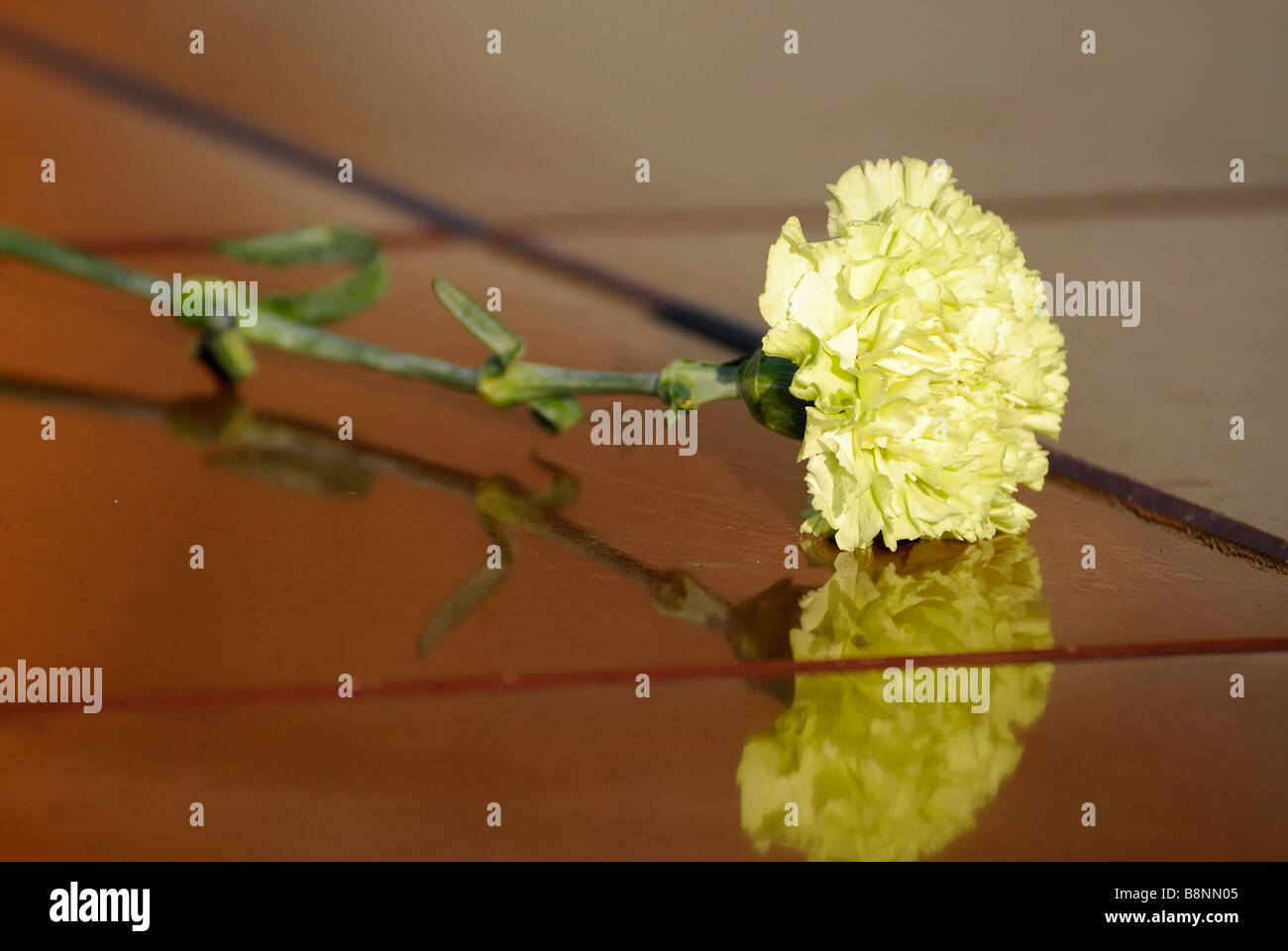 Flower of yellow carnation on the stone of obelisk at front of Kremlin ...
