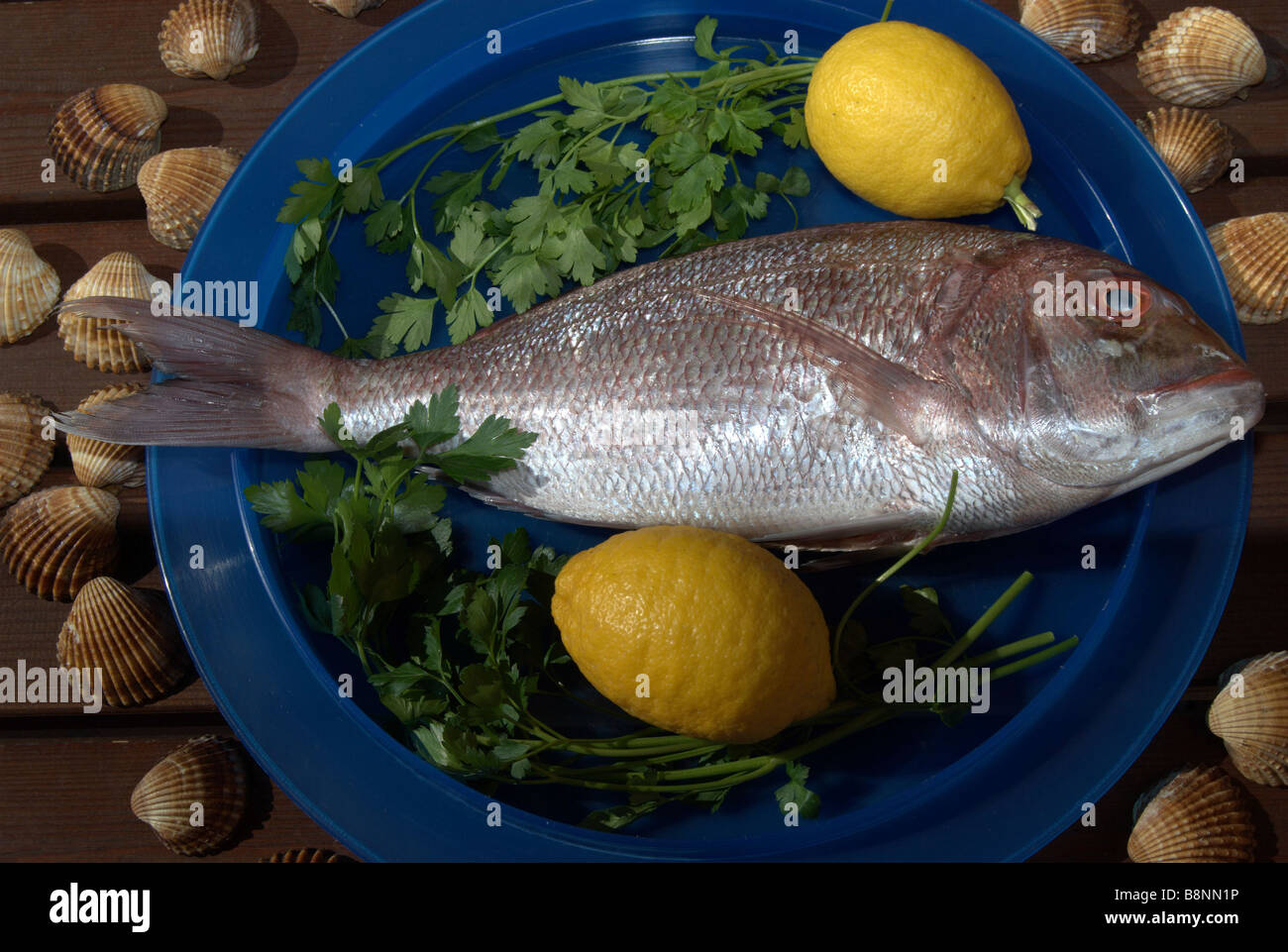 Fish. a fresh dentex just caught Stock Photo - Alamy