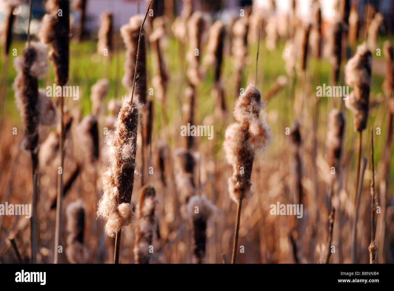Bullrush flower hi-res stock photography and images - Alamy