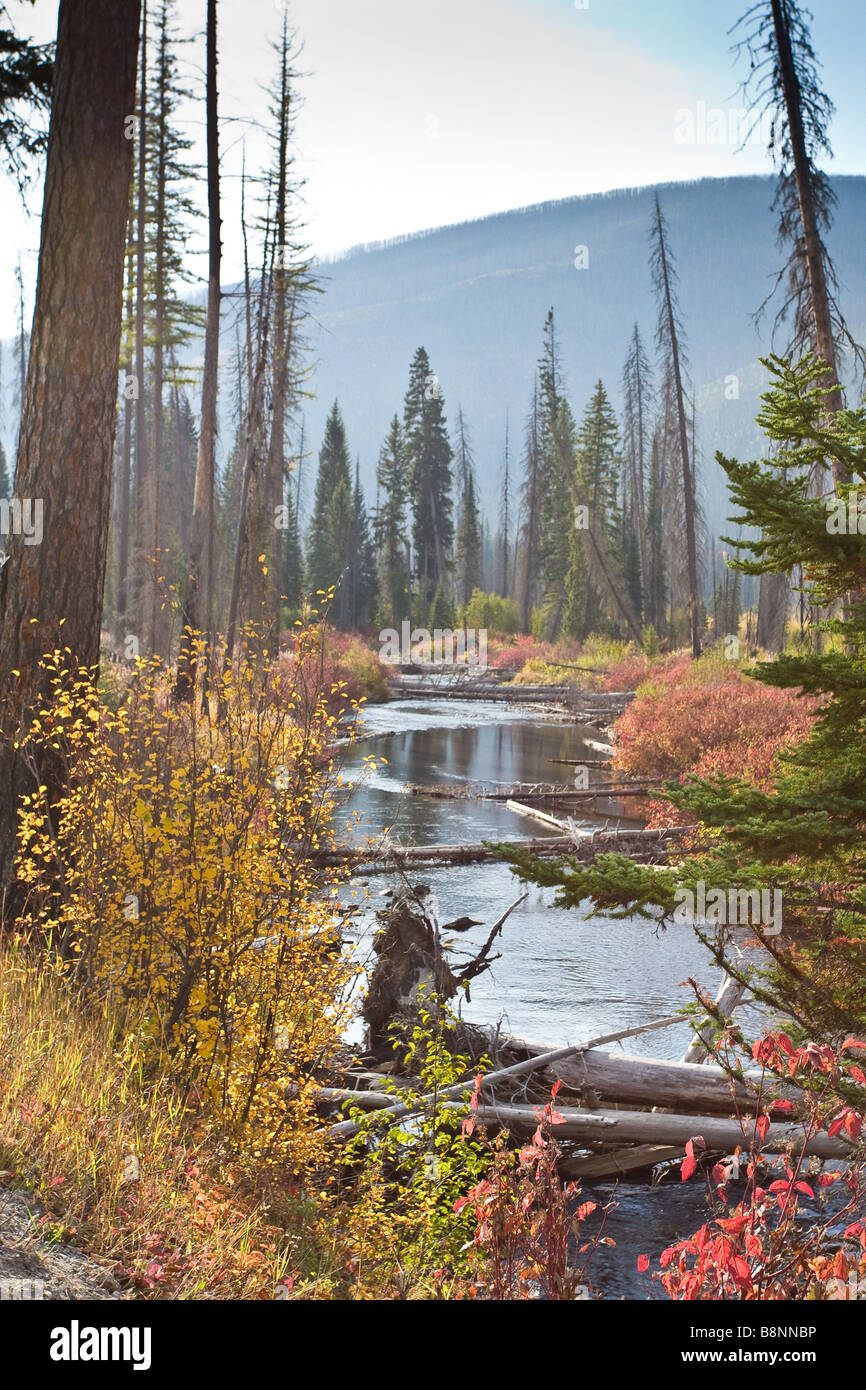 Watery forest hi-res stock photography and images - Alamy