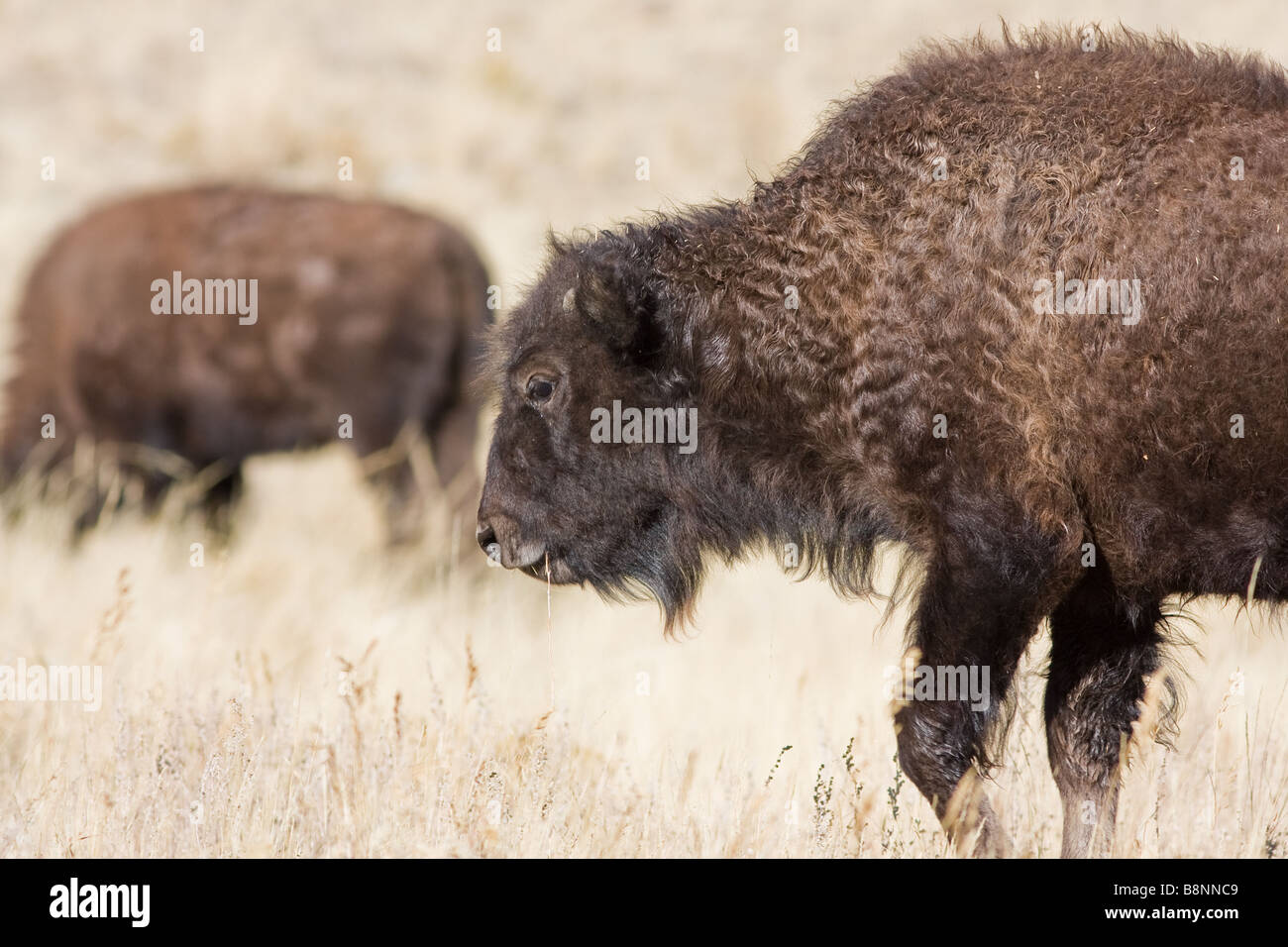 Yellowstone bison group Stock Photo - Alamy