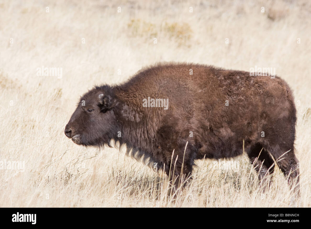 small bison in Yellowstone Stock Photo - Alamy