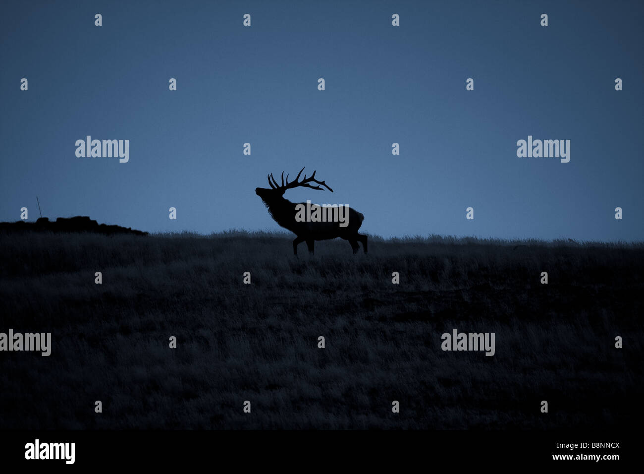 big bull elk in the twilight Stock Photo - Alamy