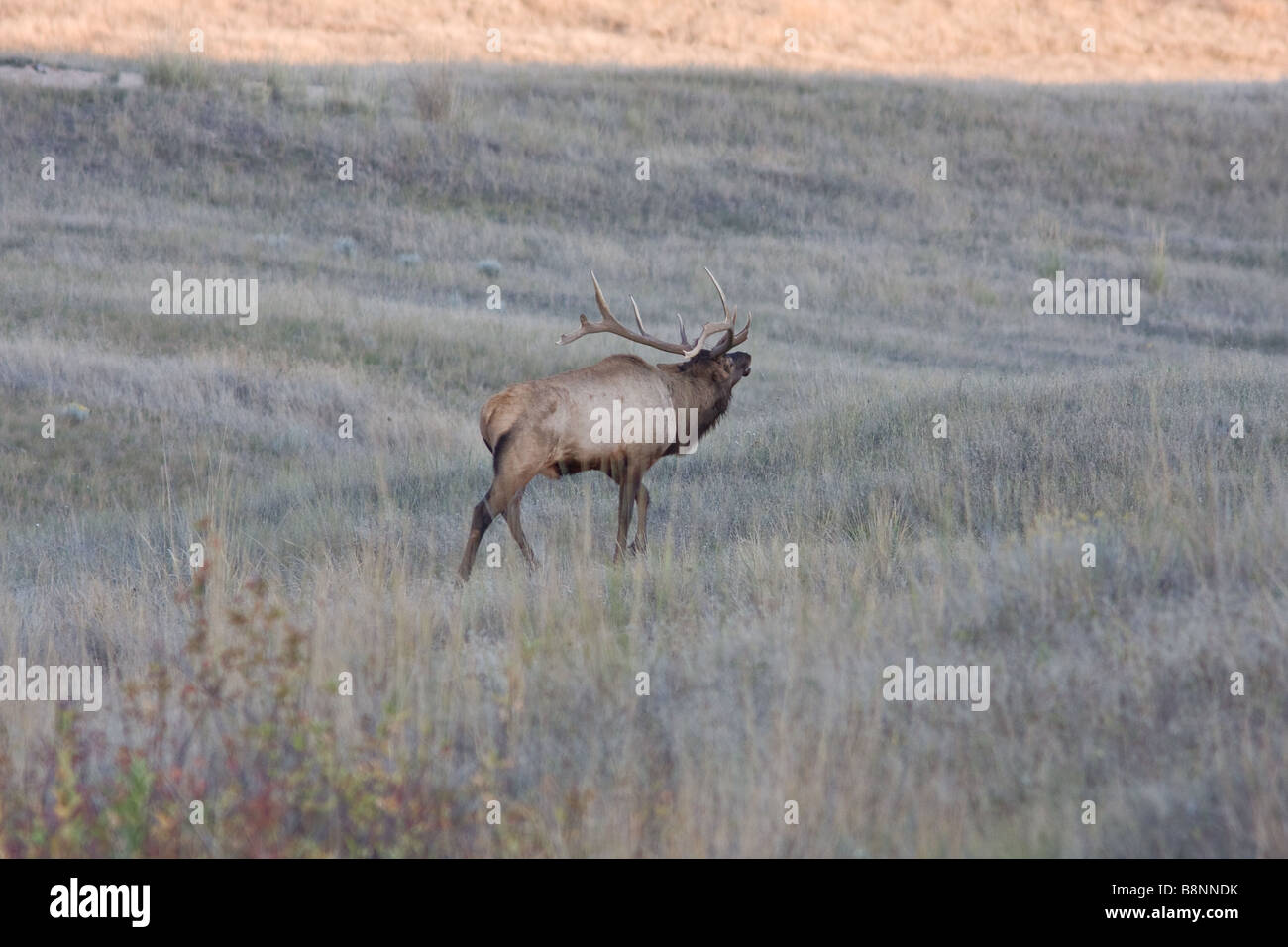 old elk in Montana Stock Photo - Alamy