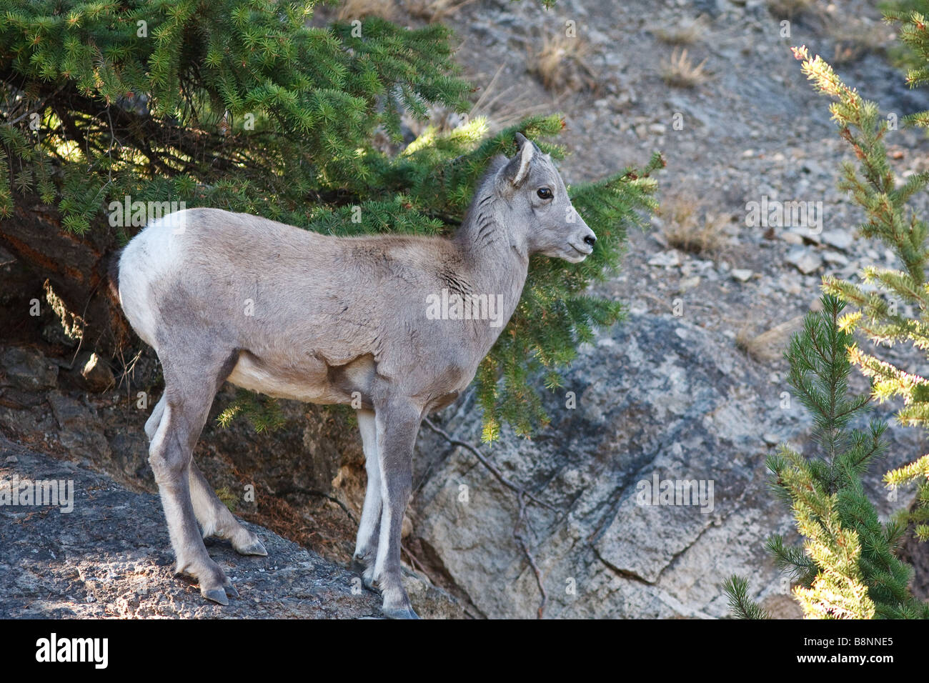 Baby bighorn sheep hi-res stock photography and images - Alamy